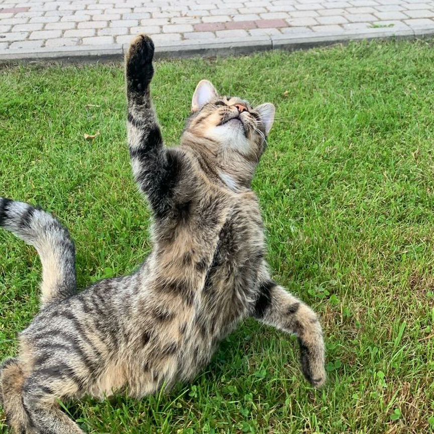 Кошка