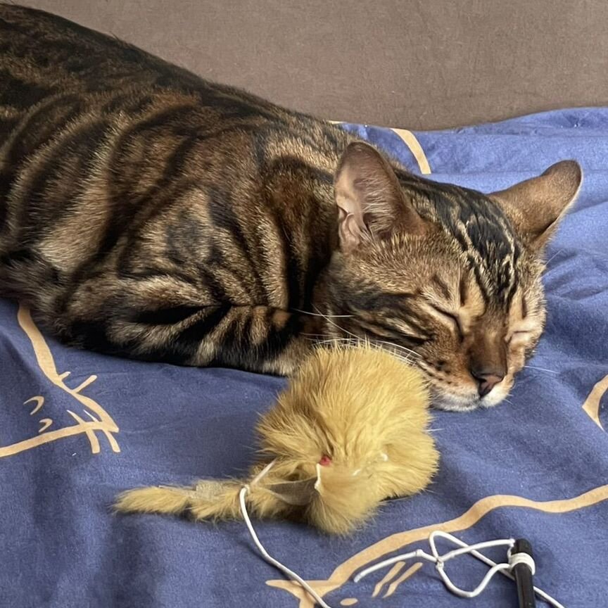 Кот в добрый руки