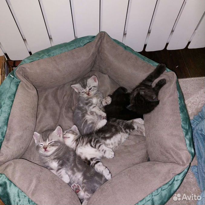 Продам шотландских вислоухих и прямоухих котяток