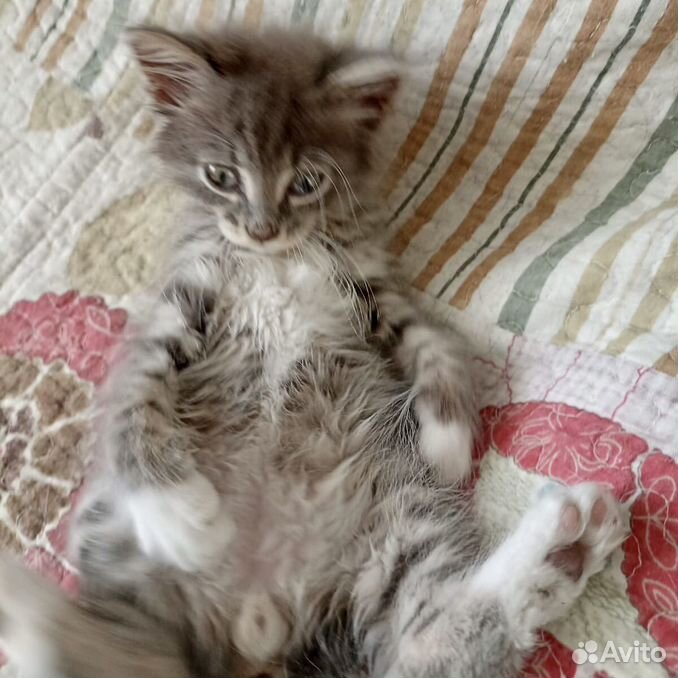 Славный котенок-мальчик ищет семью