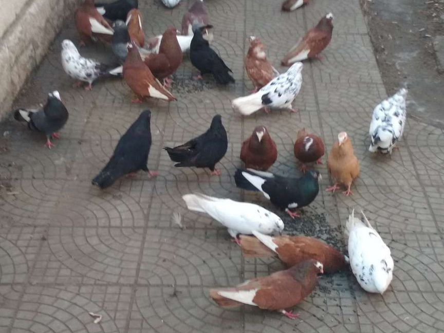 Продажа голубей