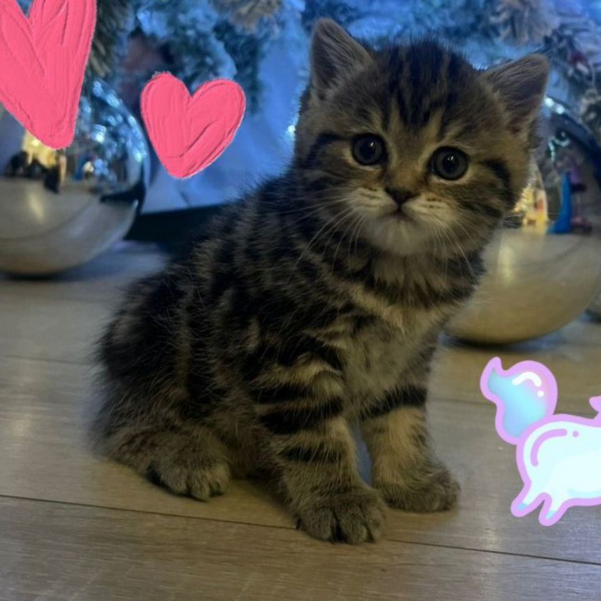 Супер девочки