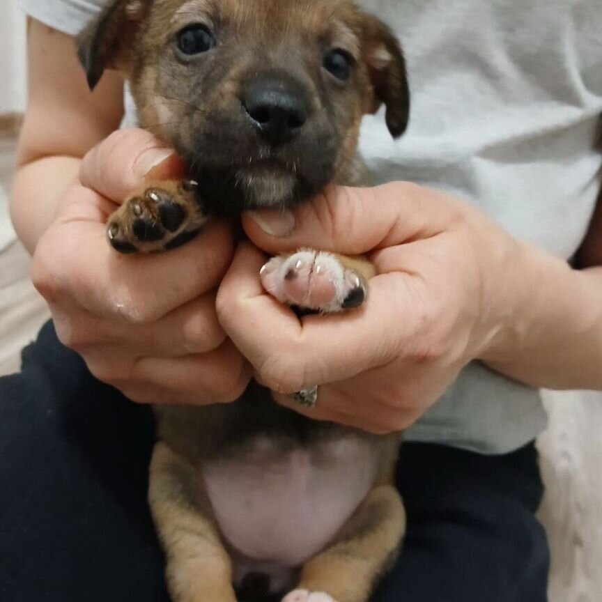 Малышке нужен дом