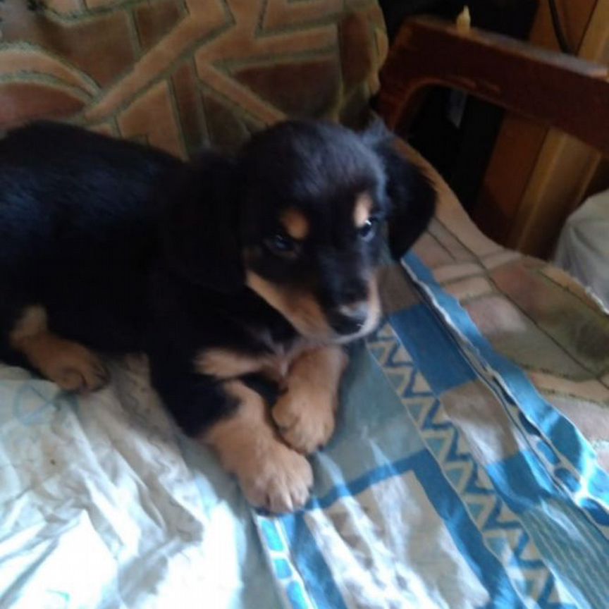 В добрые руки