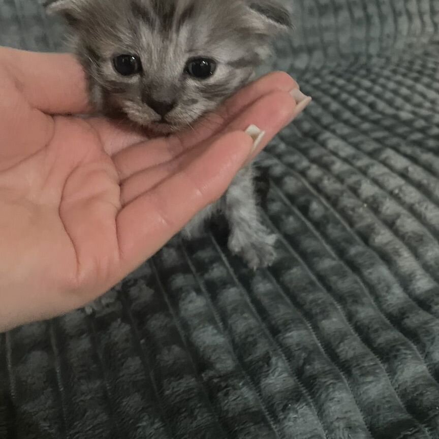 Котята вислоухие