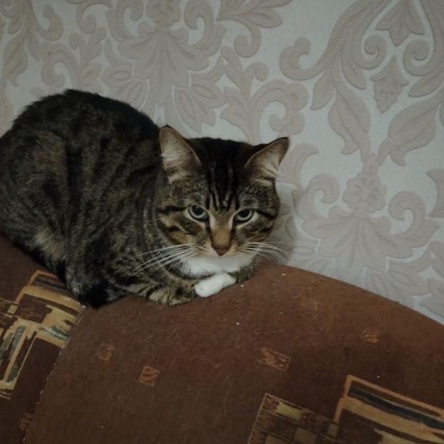 Кот в добрые руки