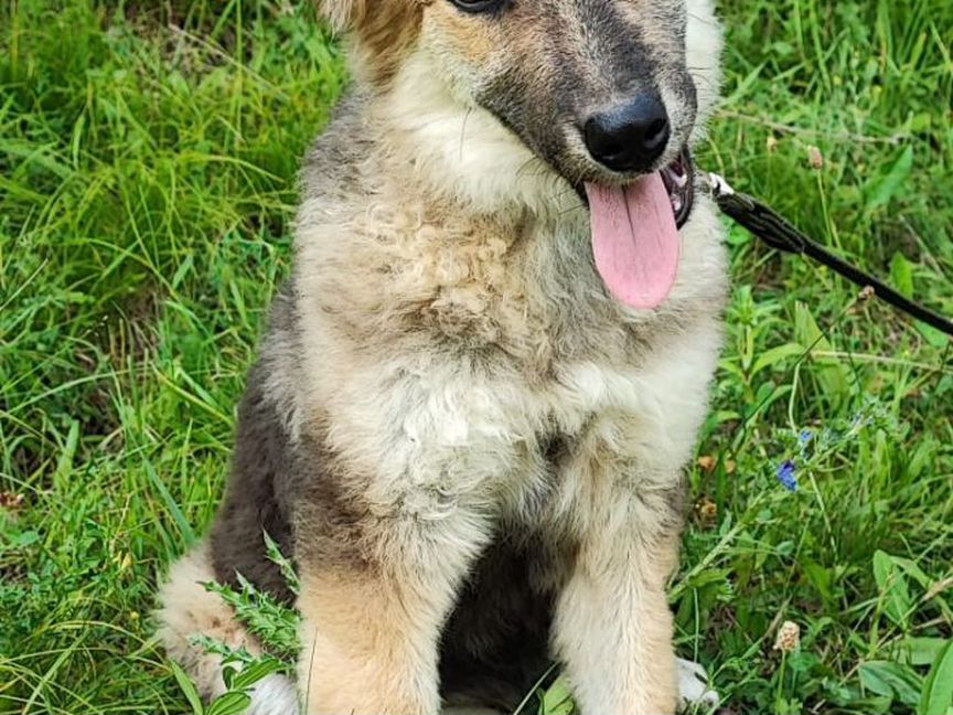 Шейли ждет ма и па