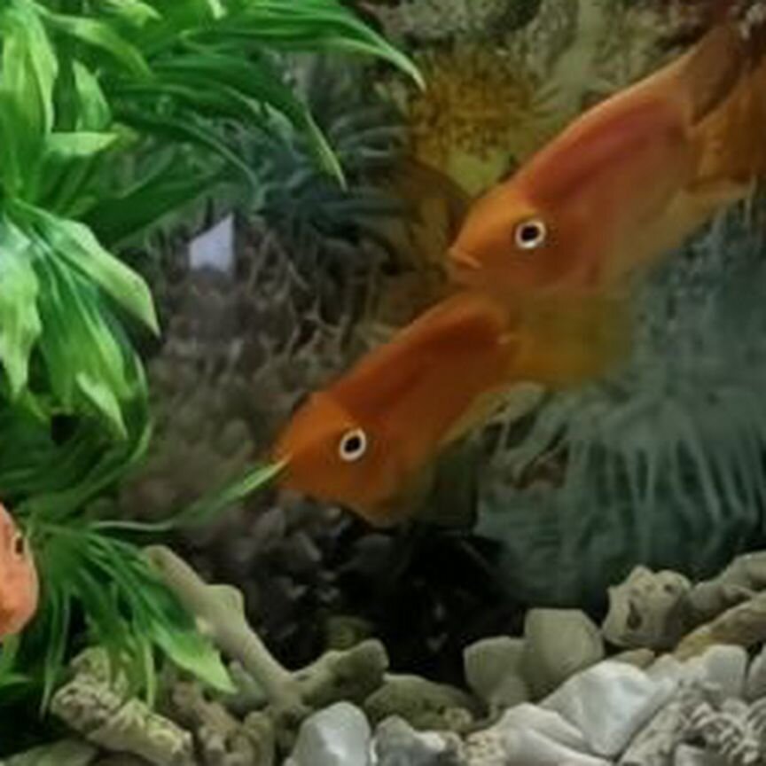 Аквариумная рыба попугай