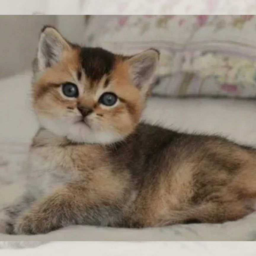 Шотландские котята чёрное золото