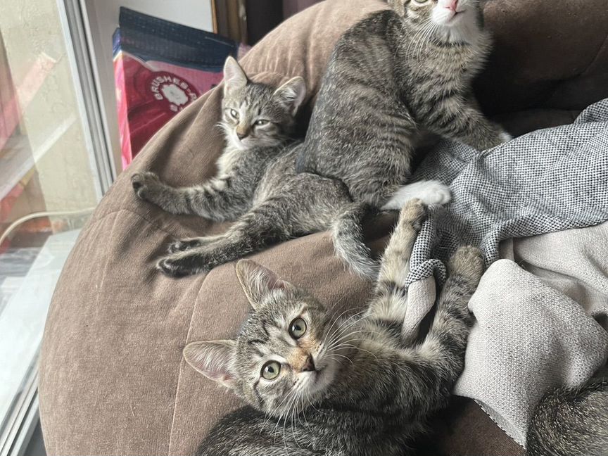 Котята в добрые руки 3 мес