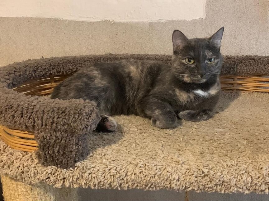 Котенок черепаховая трехцветная малышка