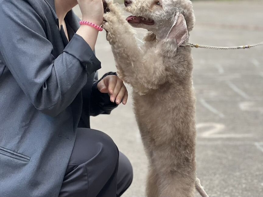 Бедлингтон терьер