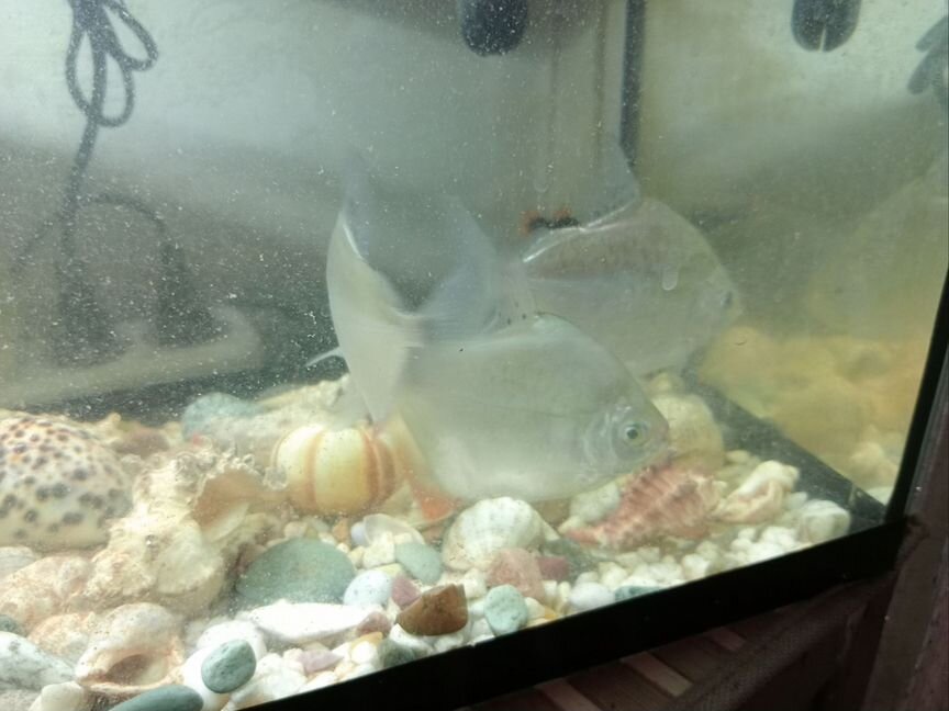 Метиннис взрослый (рыба-доллар)