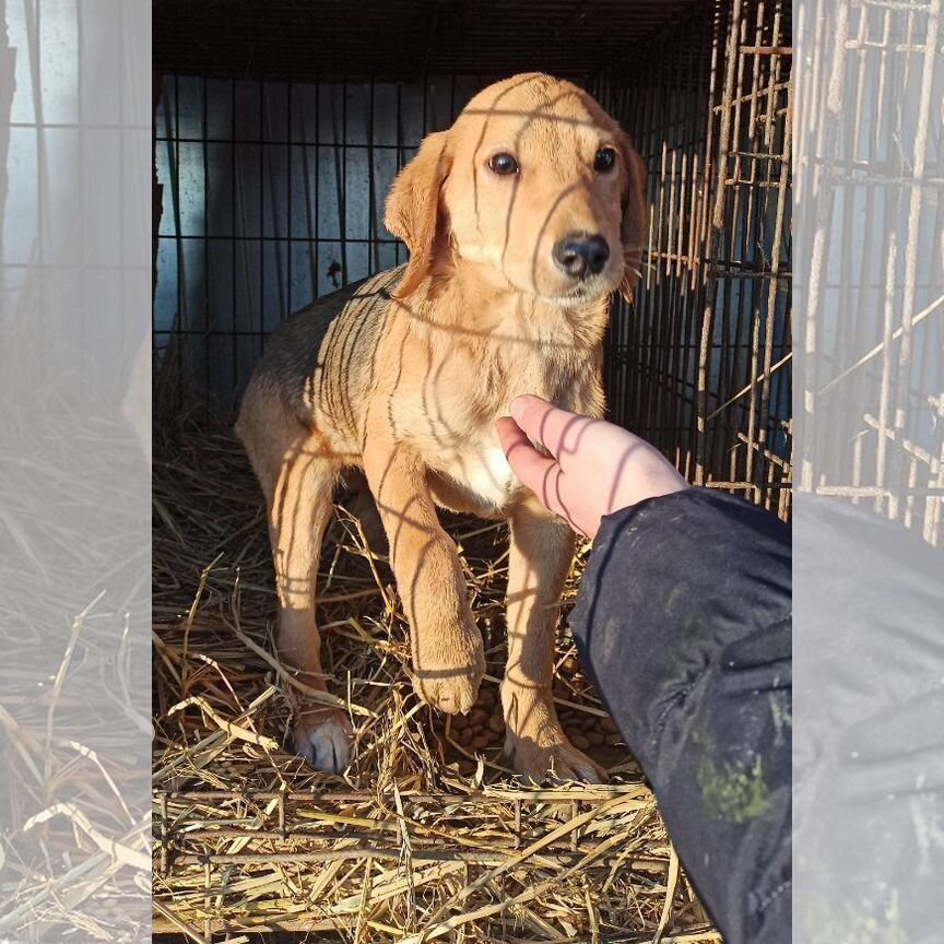 Щенок в добрые руки