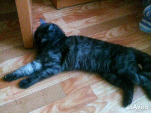 Кошка для вызки