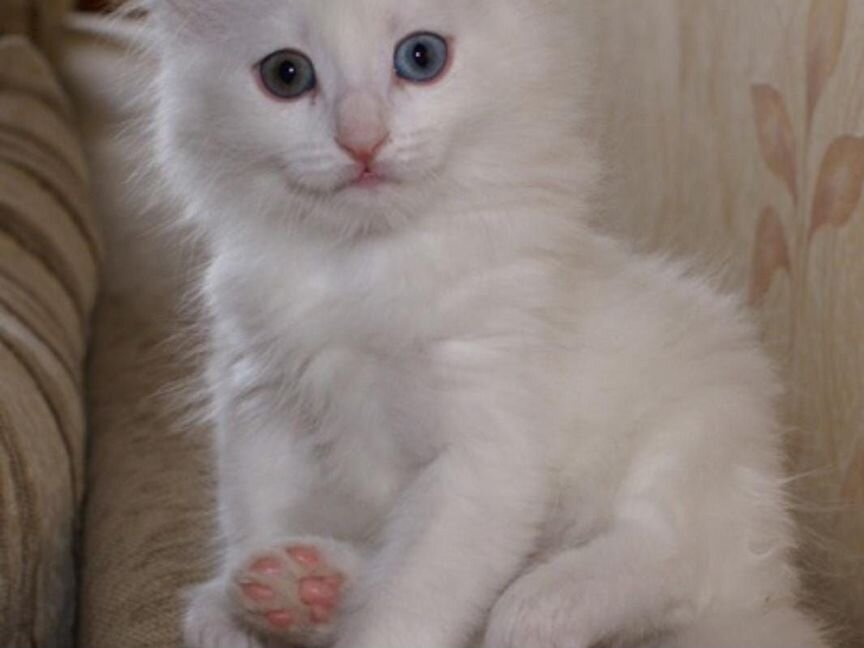 Редкая порода Као Мани