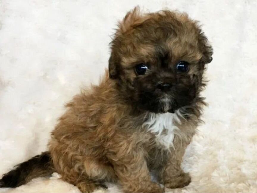 Мальтипу f1 в хорошие руки