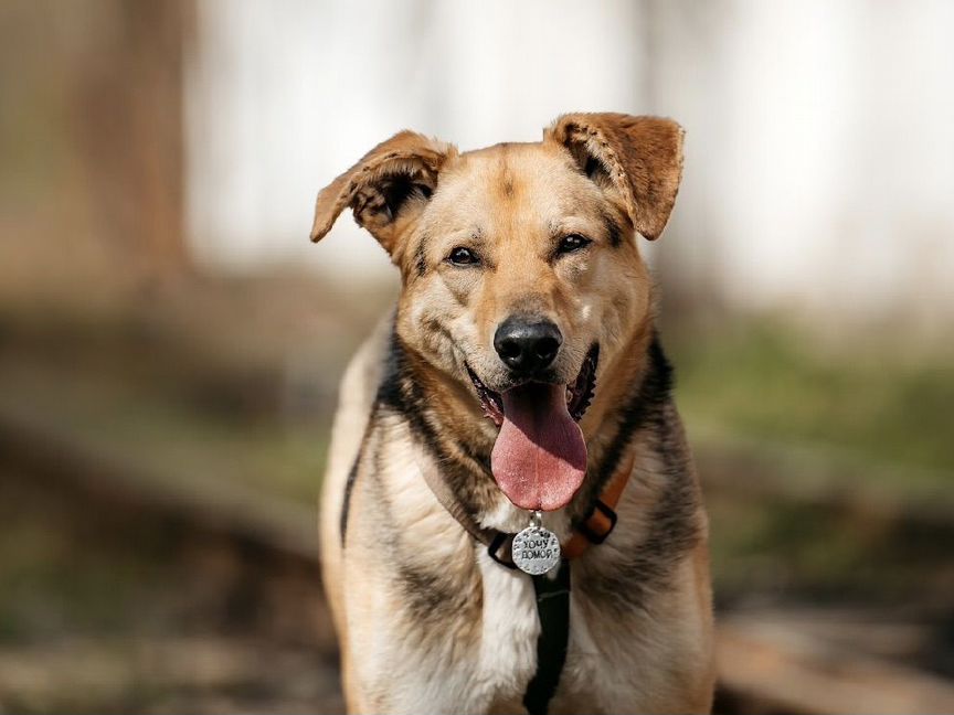 Собака в добрые руки