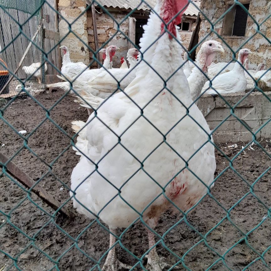 Индюки живым весом