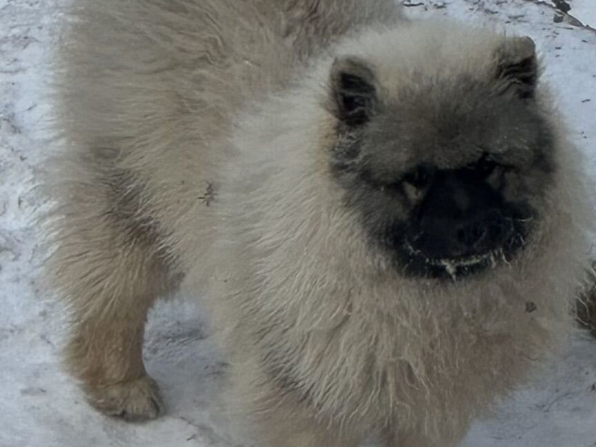 Немецкий вольфшпиц кеесхонд