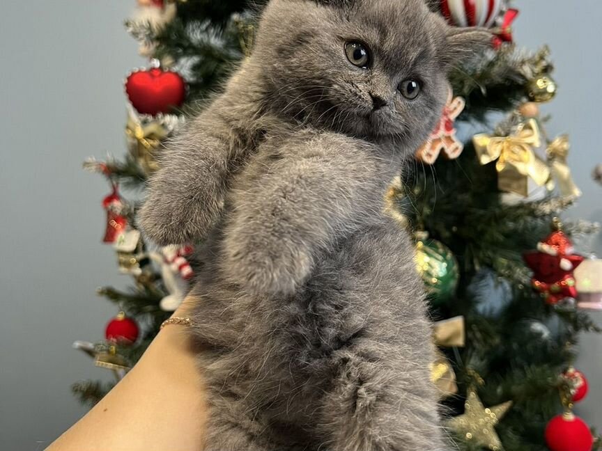 Плюшевые синнабончики