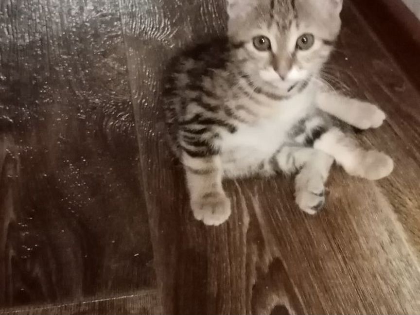 Курильский бобтейл