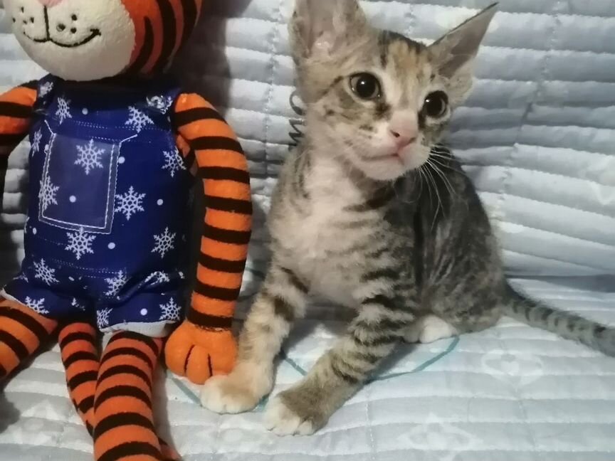 Котята Донского сфинкса