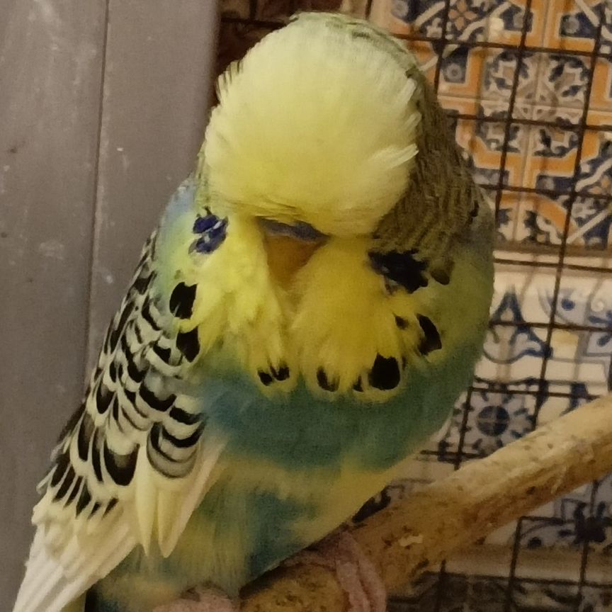 Продаётся попугай