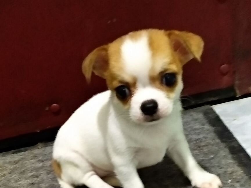 Щенки чихуахуа мини гладкошерстные