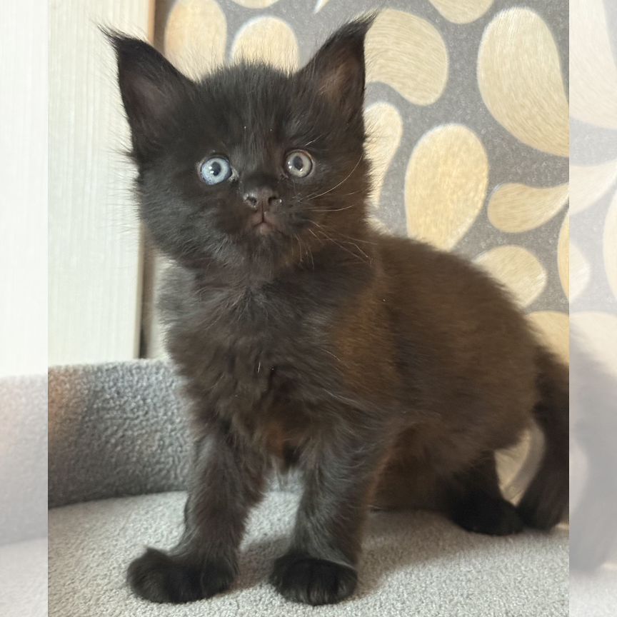 Мейн-кун котёнок