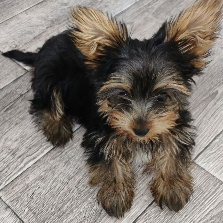 Йоркширский терьер, щенок