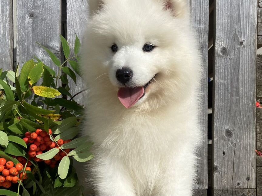 Самоедская лайка