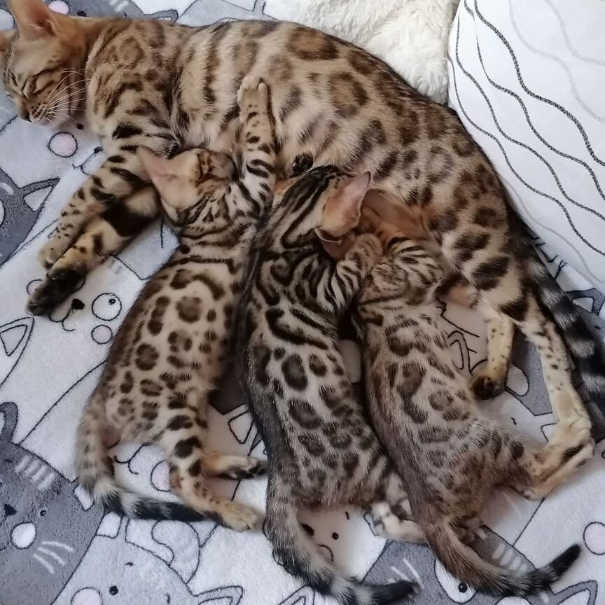 Бенгальские котята