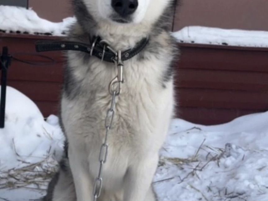 Сибирский хаски