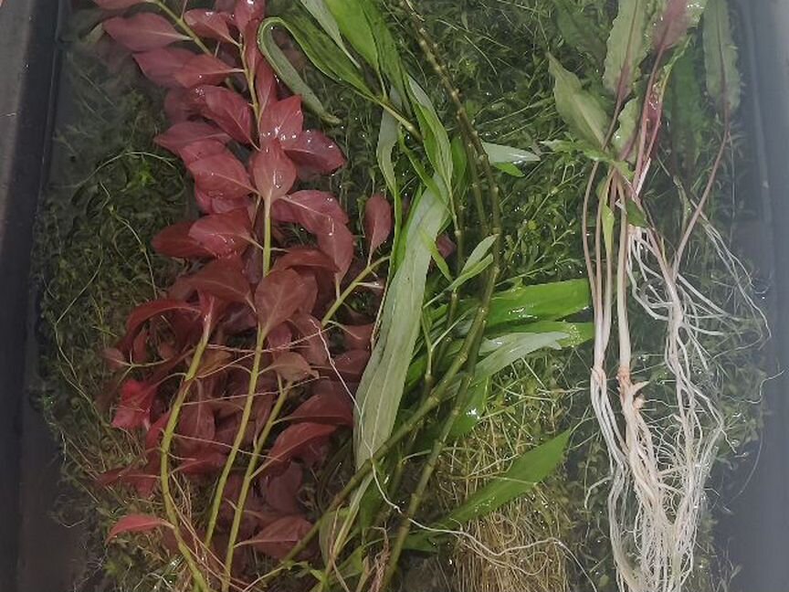 Аквариумные растения