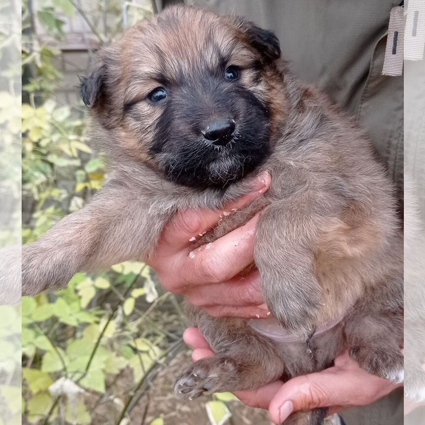 Щеночек в добрые руки