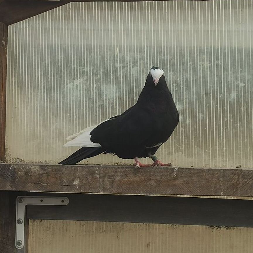 Курская Голубка