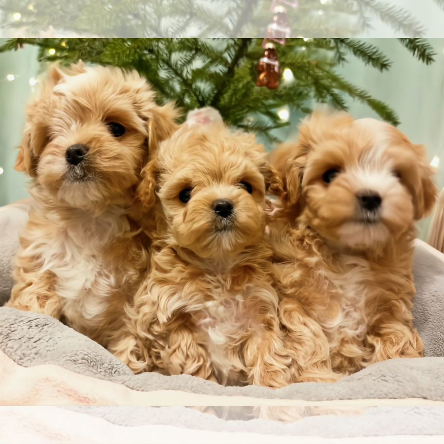 Мальтипу, щенок