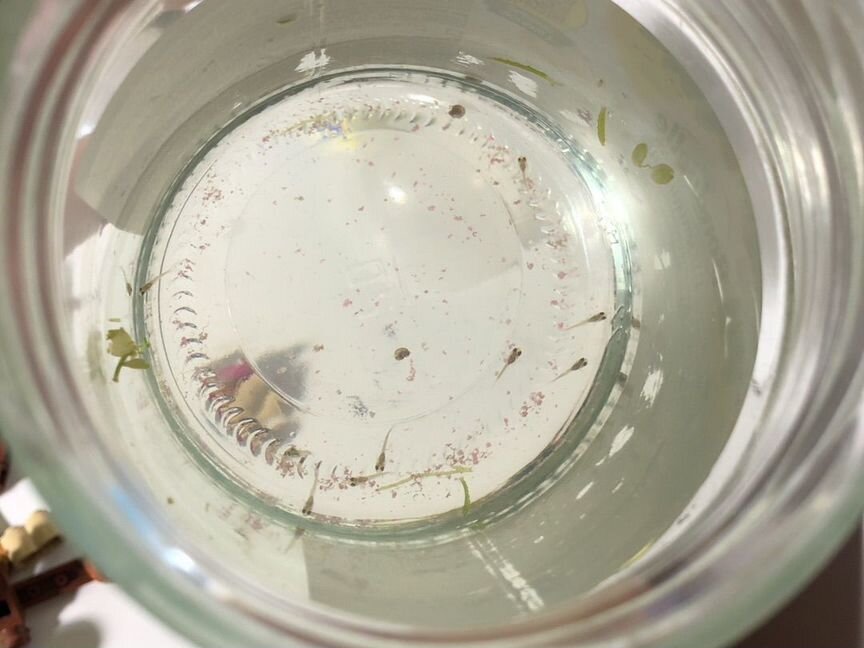 Гуппи мальки