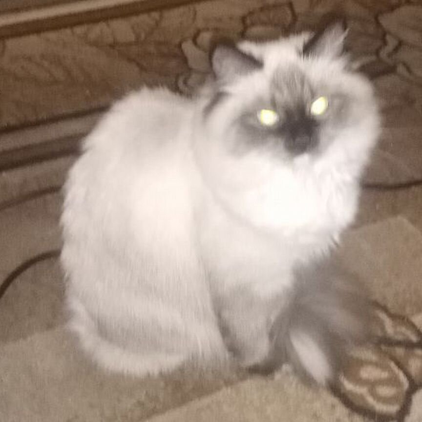 Невский маскарадный котёнок