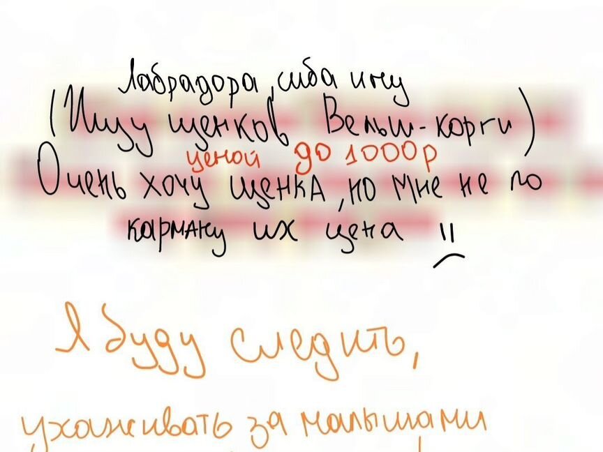 Щенки лабрадора, вельш-корги, сиба ину