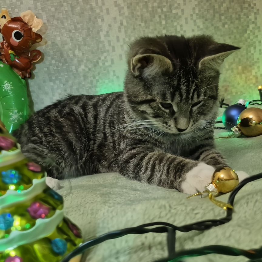 Котёнок в добрые руки