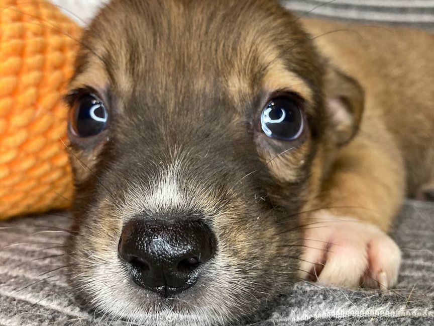 Нежная щенулька ищет дом