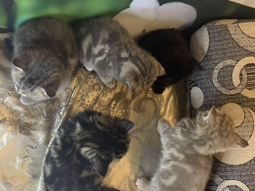 Шотландские котята