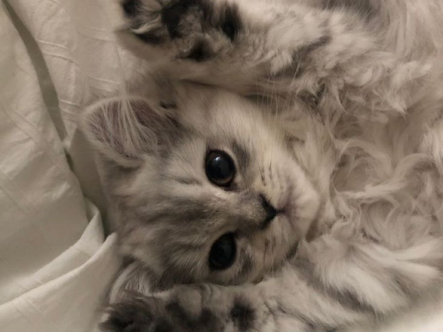 Котята отдам бесплатно