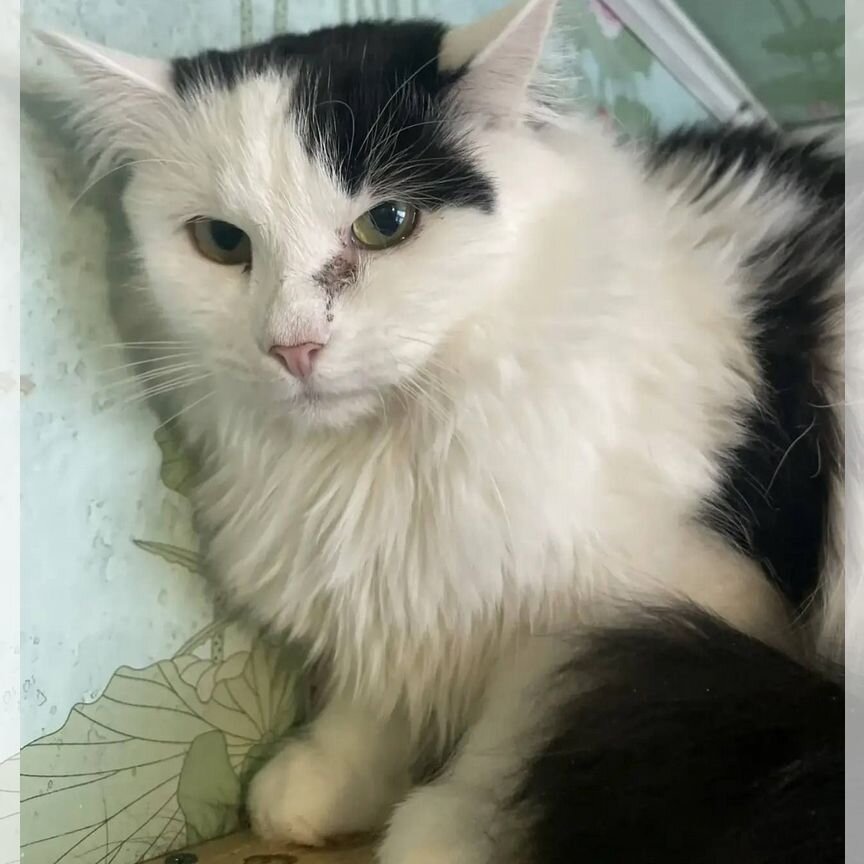 Взрослый кот в добрые руки