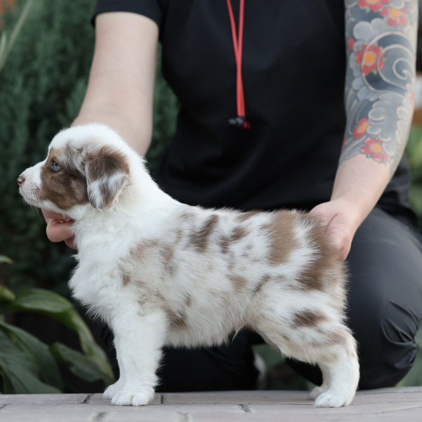 Миниатюрная Американская Овчарка щенки