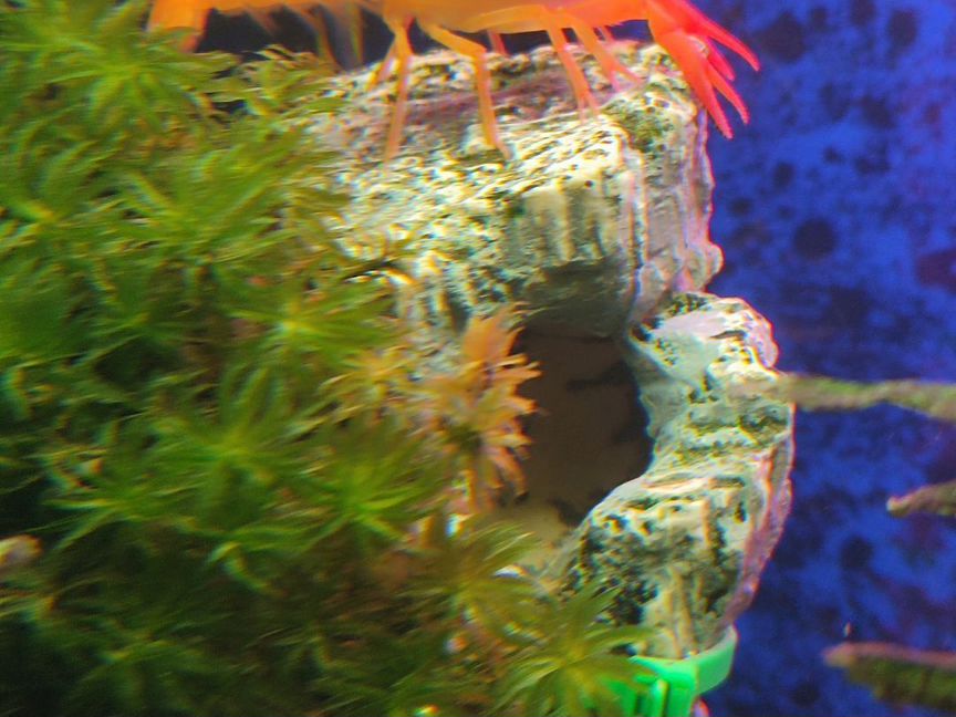 Флоридский рак