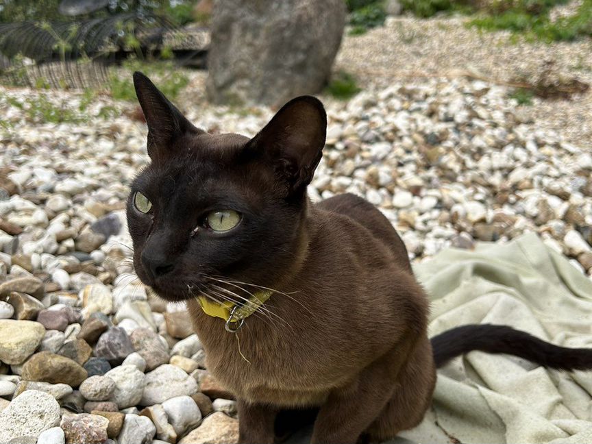 Бурманская порода