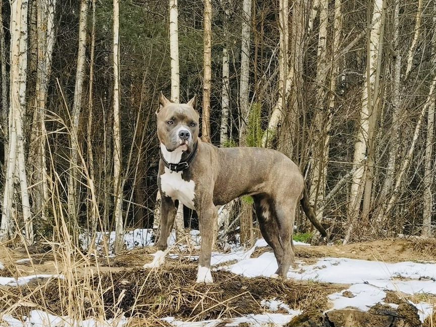 Американский булли XL